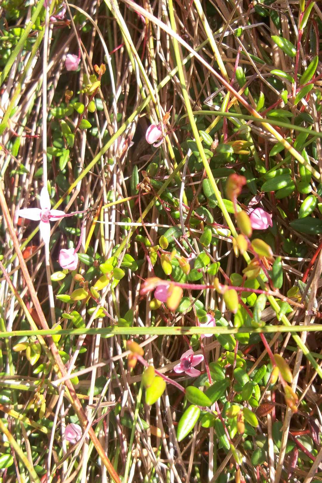 Pflanze des Monats: Gewöhnliche Moosbeere - Stiftung Naturschutz Berlin